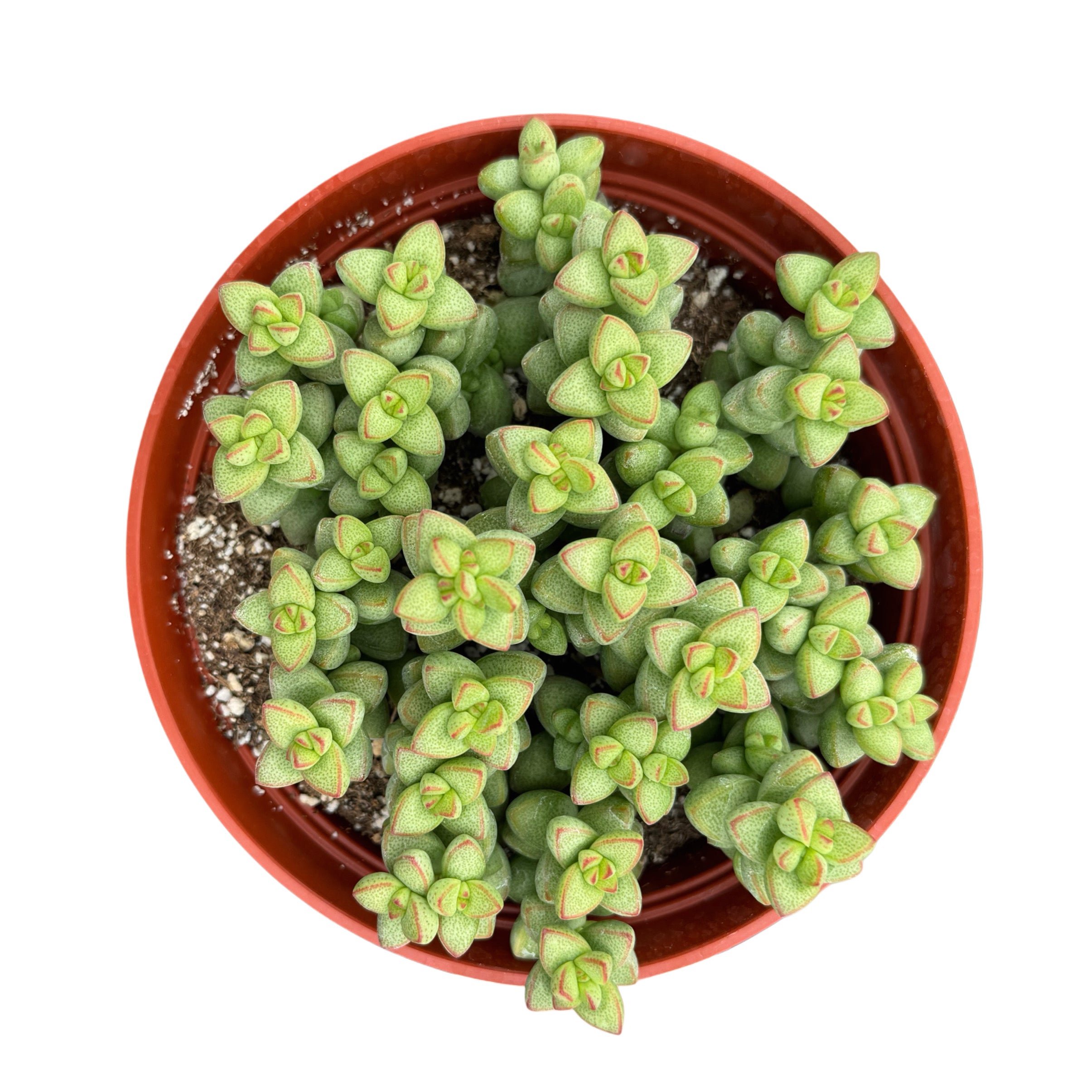 Succulent Wholesale