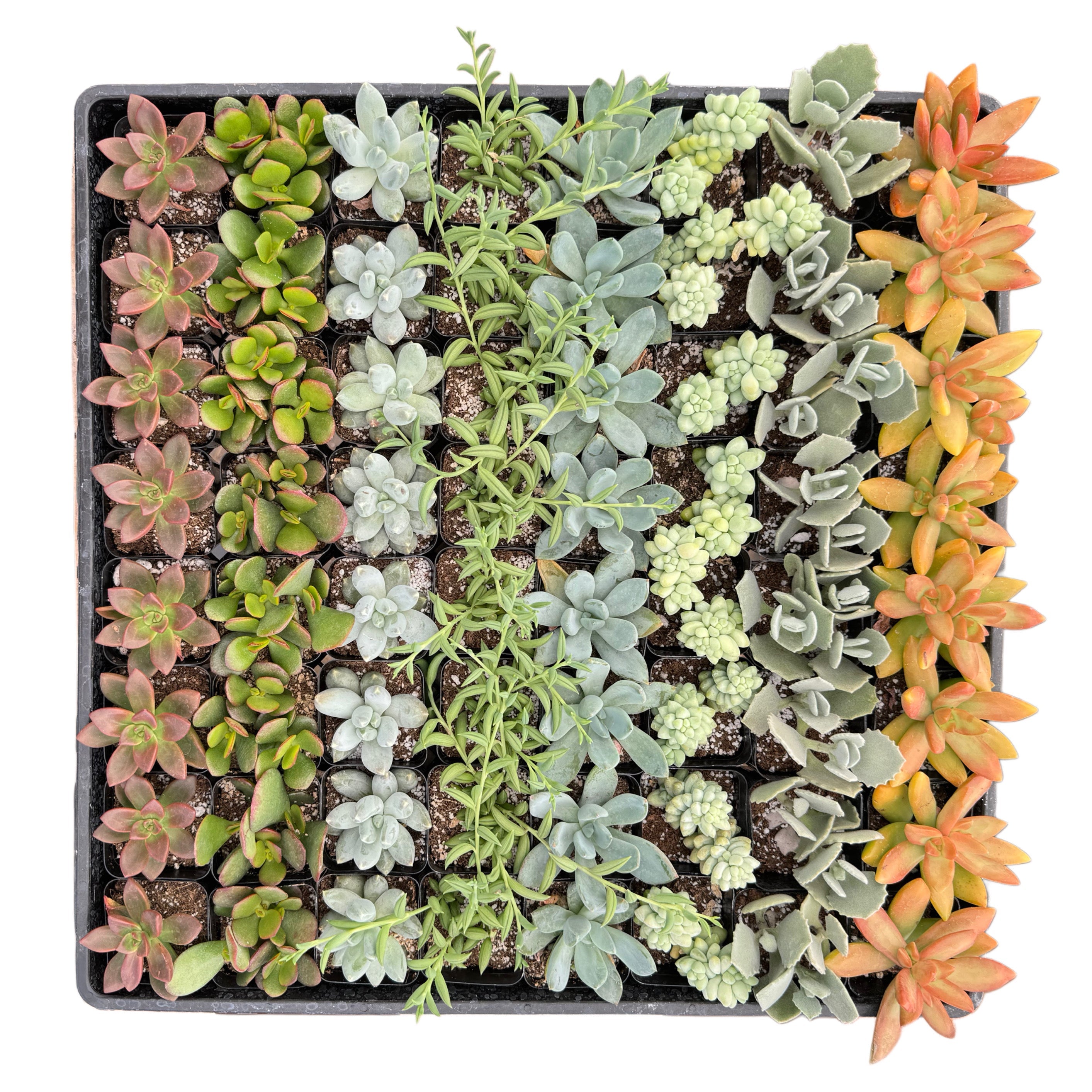 Succulent Wholesale