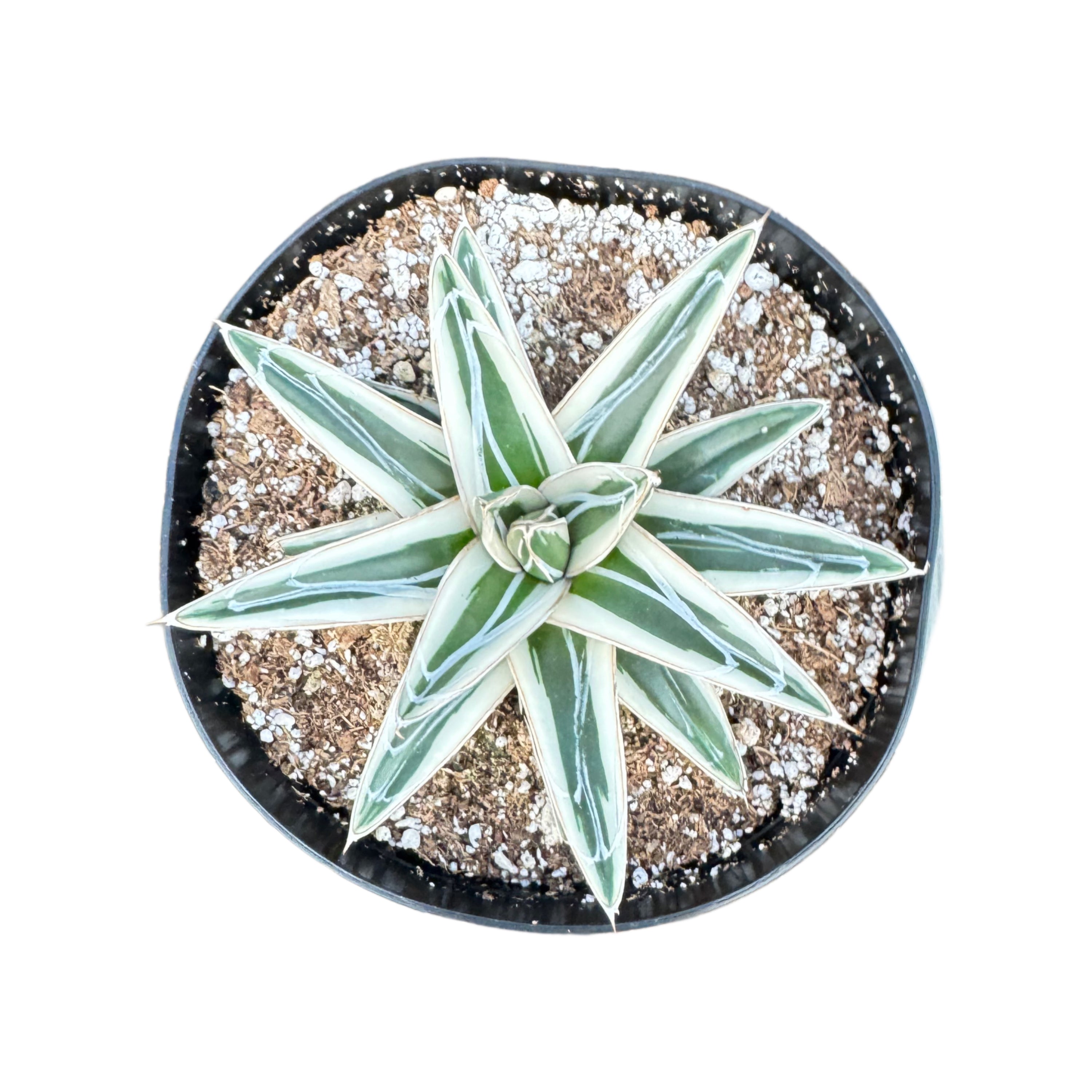 Succulent Wholesale