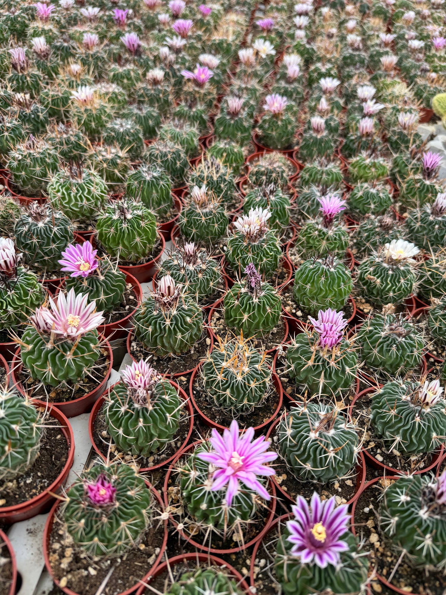 Succulent Wholesale