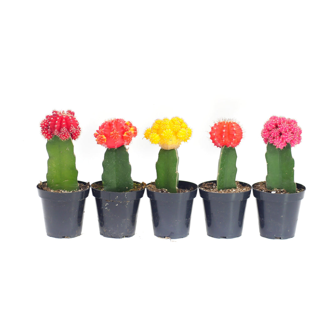Succulent Wholesale
